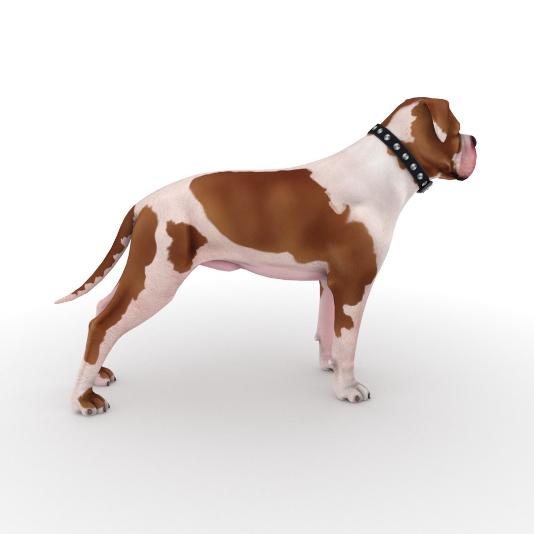 3D american bulldog - TurboSquid 1373949