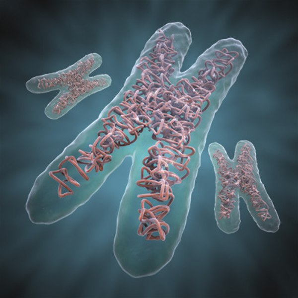 modelo 3d Cromosoma x - TurboSquid 416976