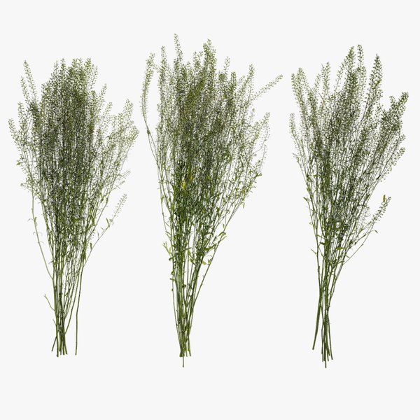 modèle 3D de Textures de la cloche verte Atlas 02 de Thlaspi Anydrafts ...