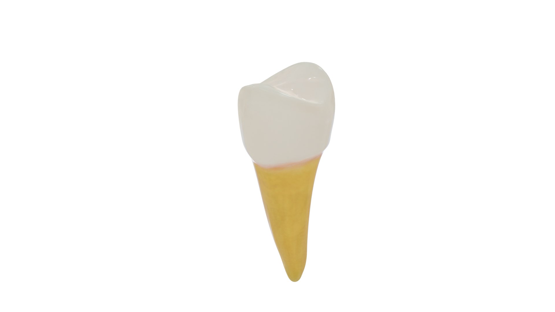 Tooth Premolar 3D Model - TurboSquid 1674068