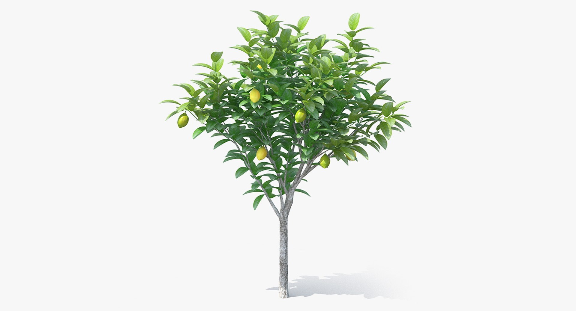 3D small lemon tree - TurboSquid 1378037