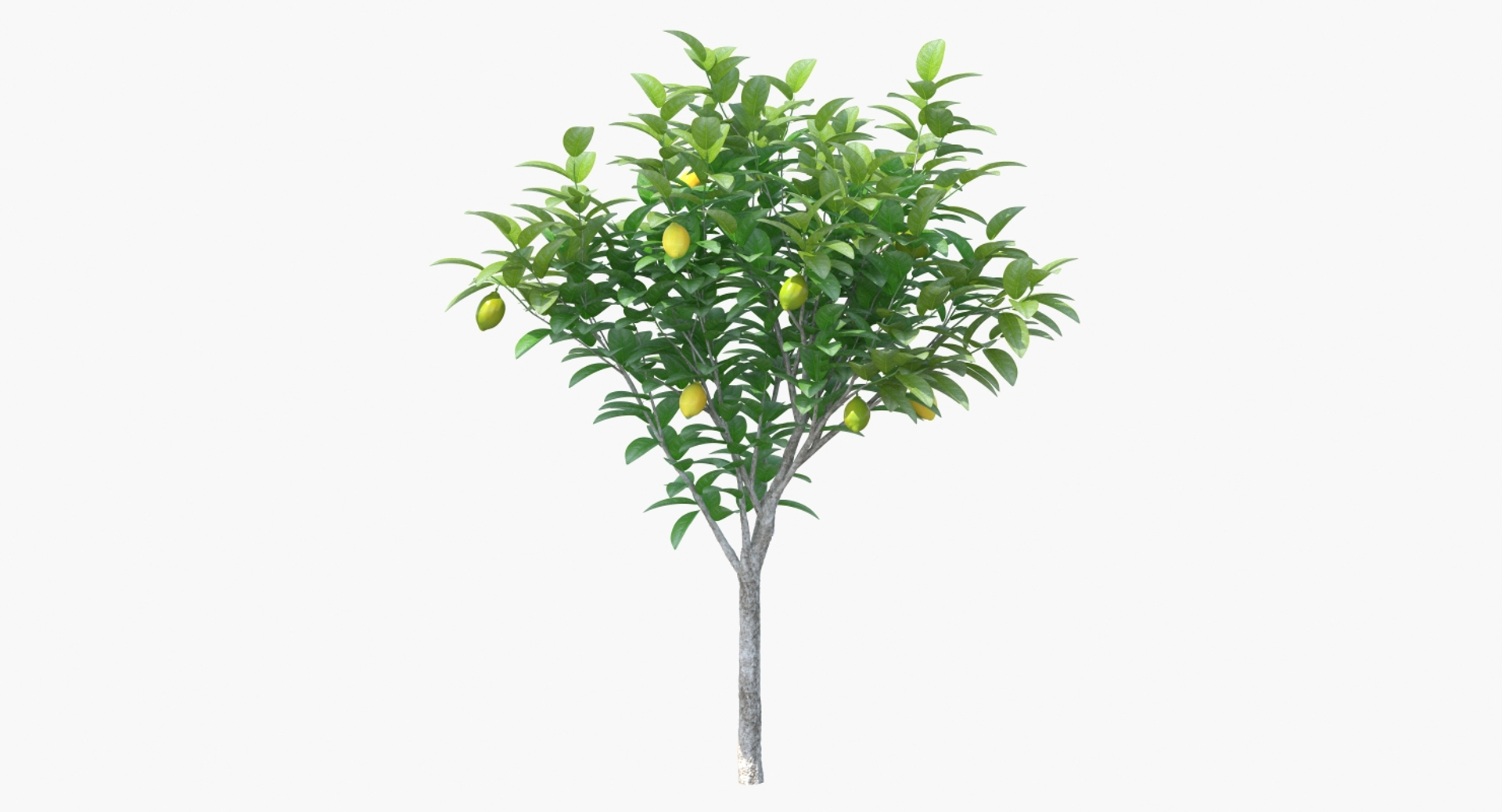 3D small lemon tree - TurboSquid 1378037