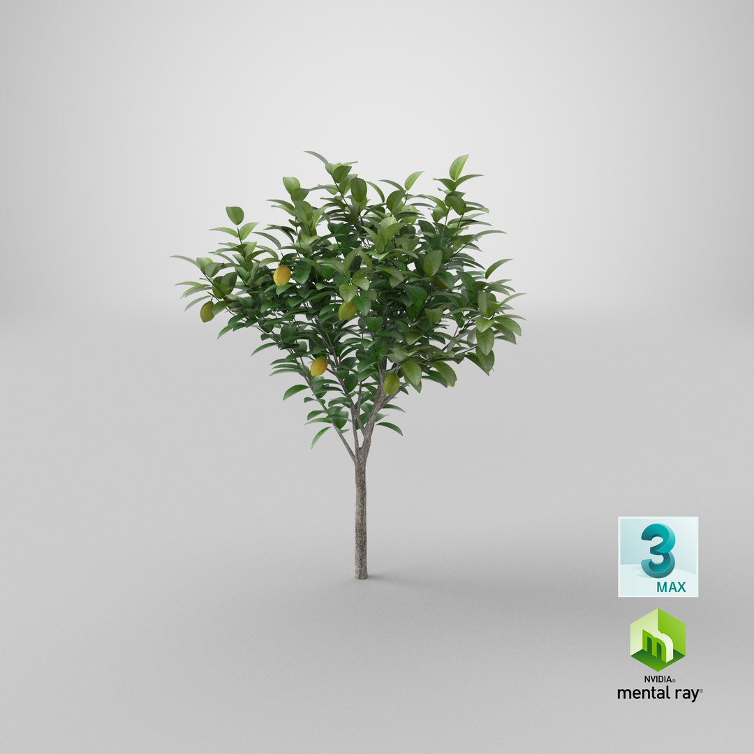 3D small lemon tree - TurboSquid 1378037
