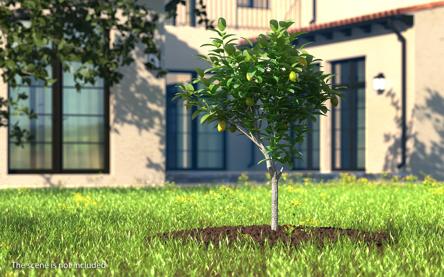 3D small lemon tree - TurboSquid 1378037