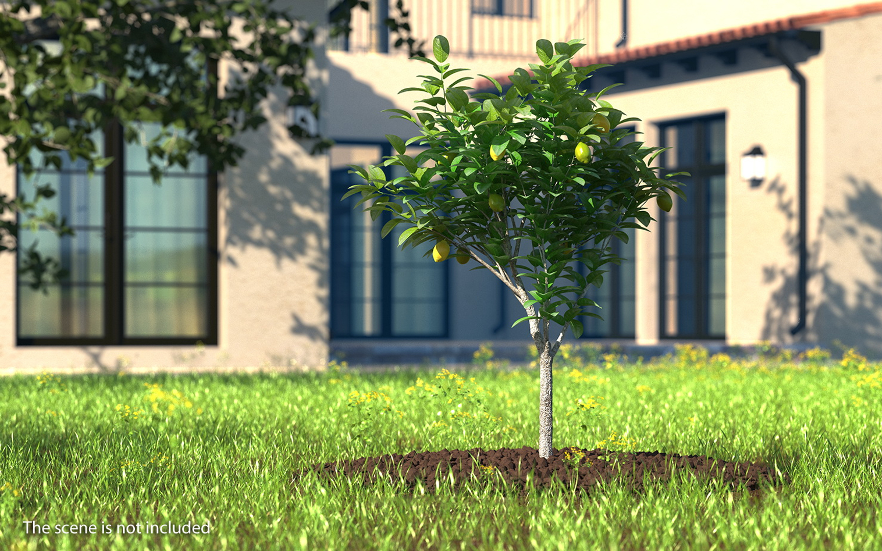 3D small lemon tree - TurboSquid 1378037