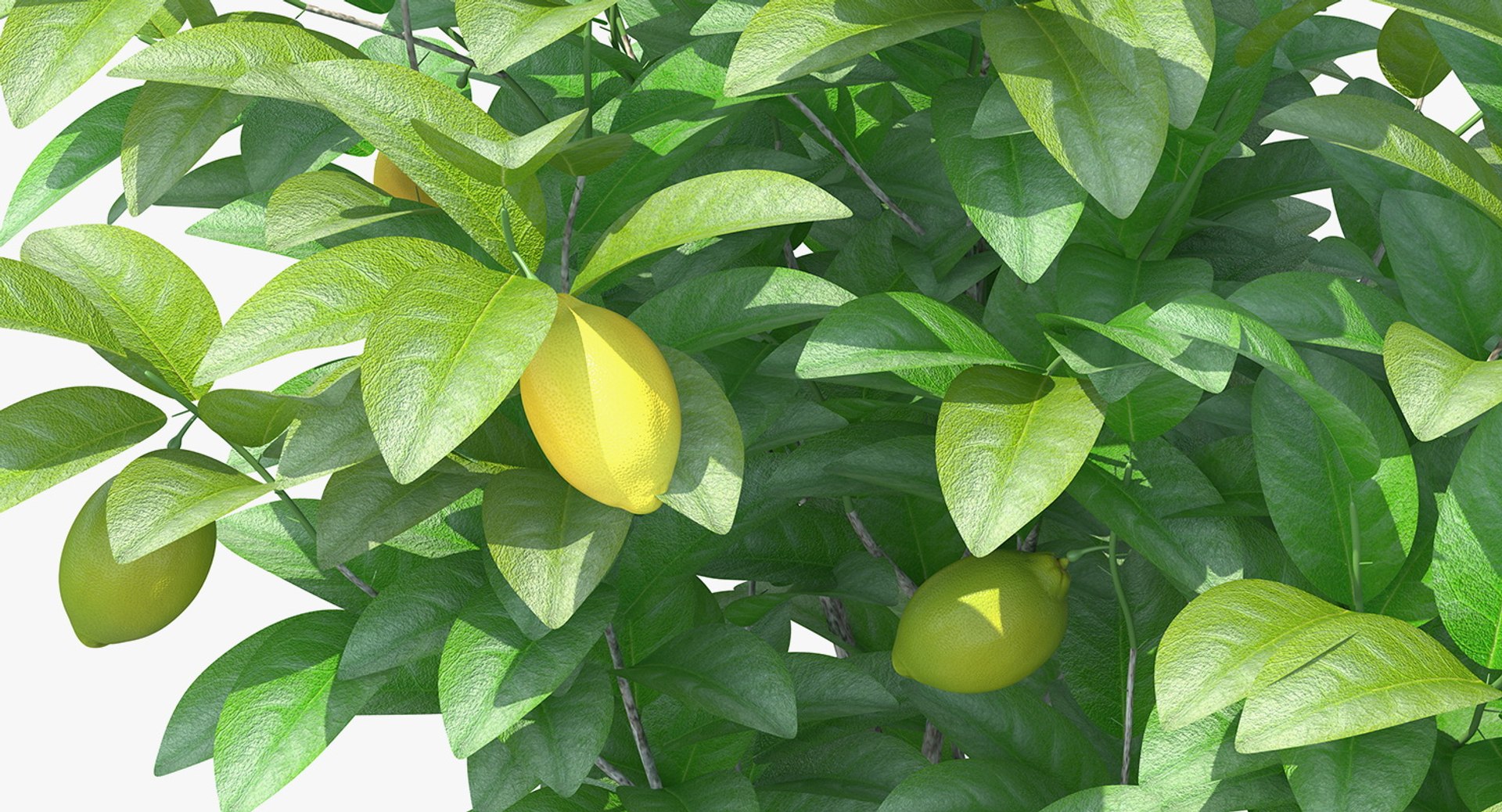 3D small lemon tree - TurboSquid 1378037