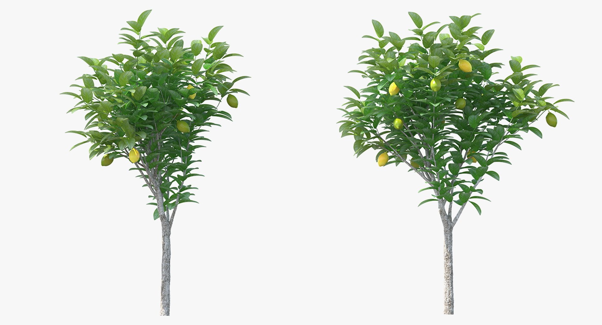3D small lemon tree - TurboSquid 1378037