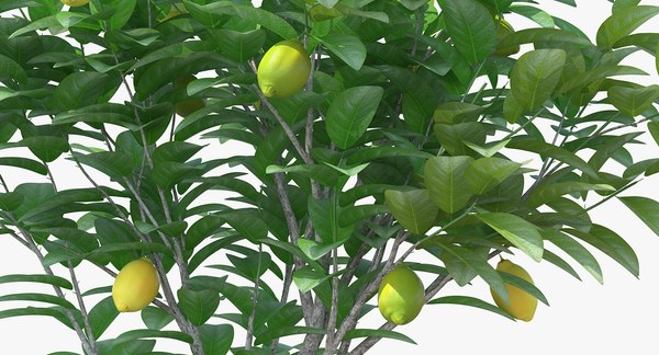 3D small lemon tree - TurboSquid 1378037