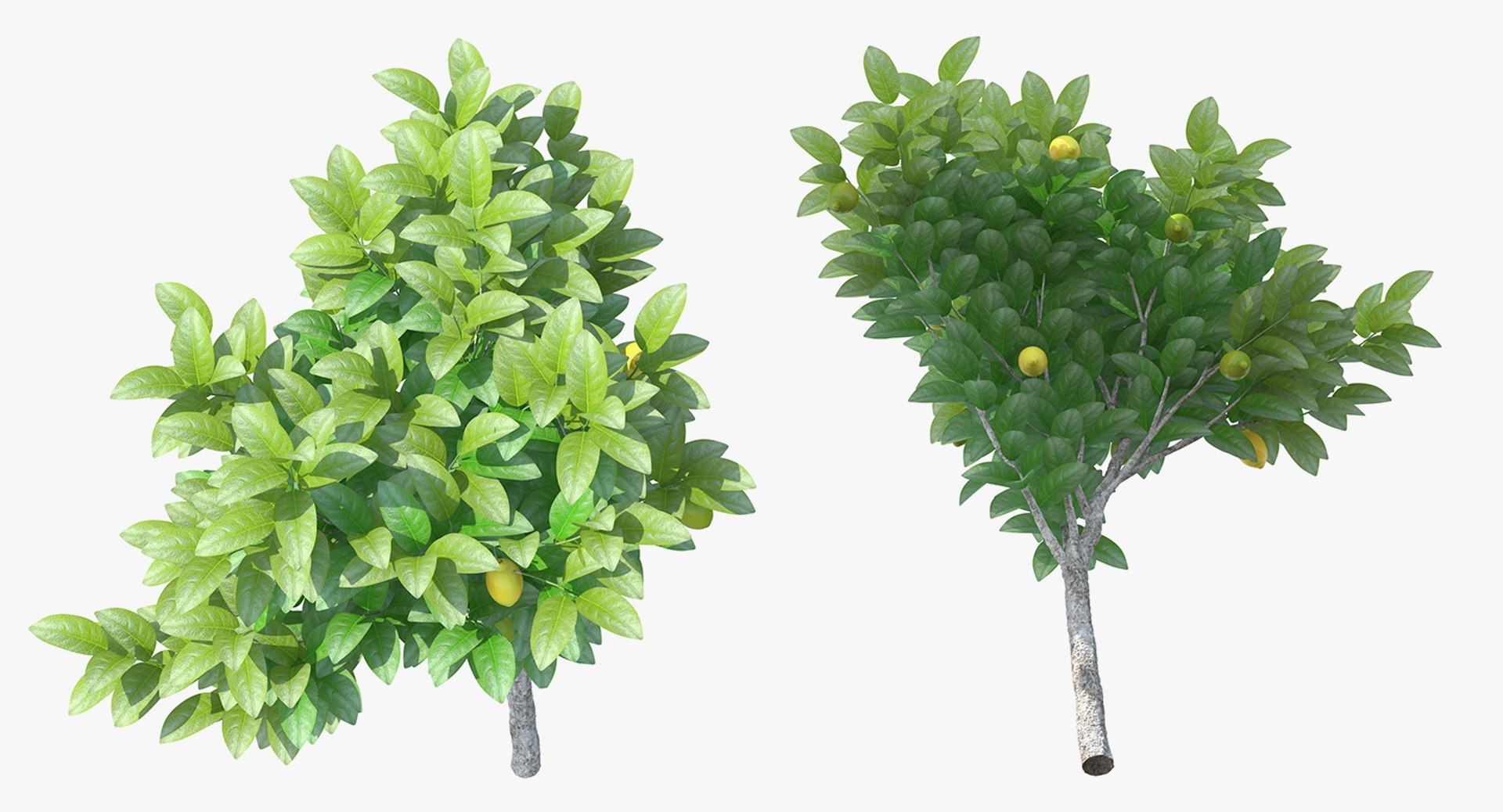 3D small lemon tree - TurboSquid 1378037