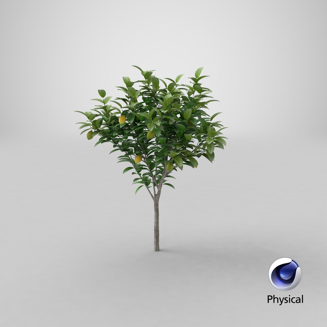 3D small lemon tree - TurboSquid 1378037