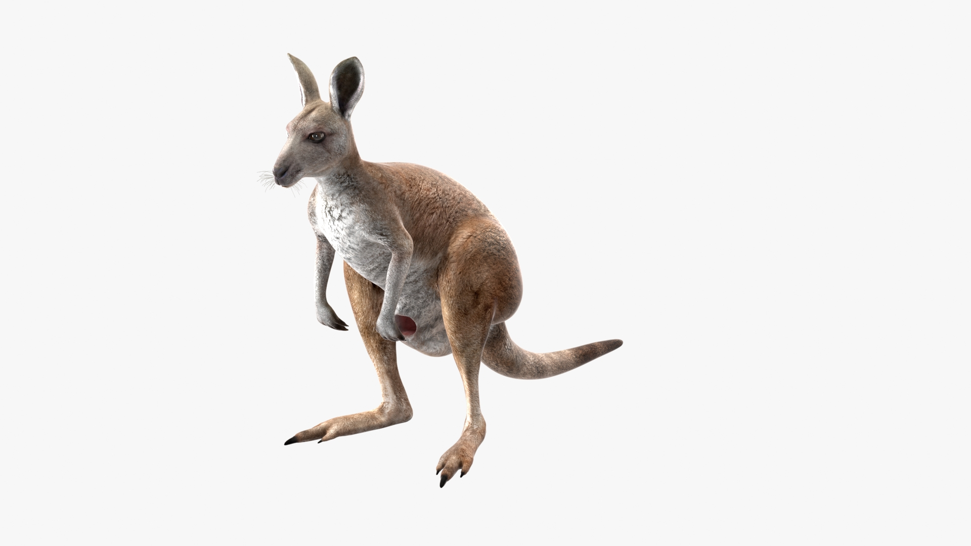 3D Female Kangaroo Rigged For Cinema 4D Model - TurboSquid 2270866