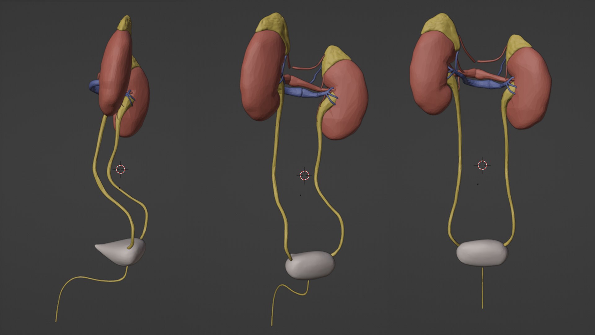 3D Model of Renal System3Dモデル - TurboSquid 2076630