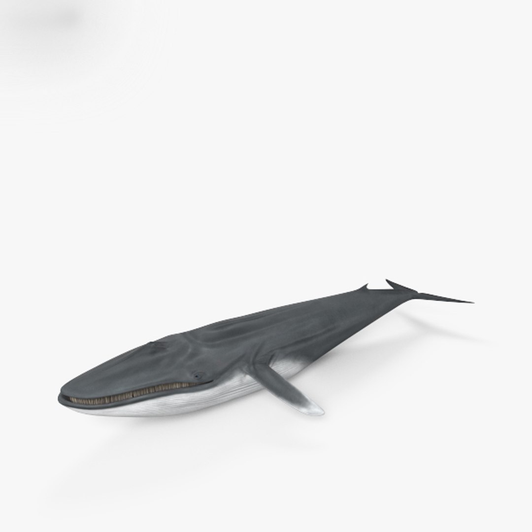 Whale Blue 3D Model - TurboSquid 1420397