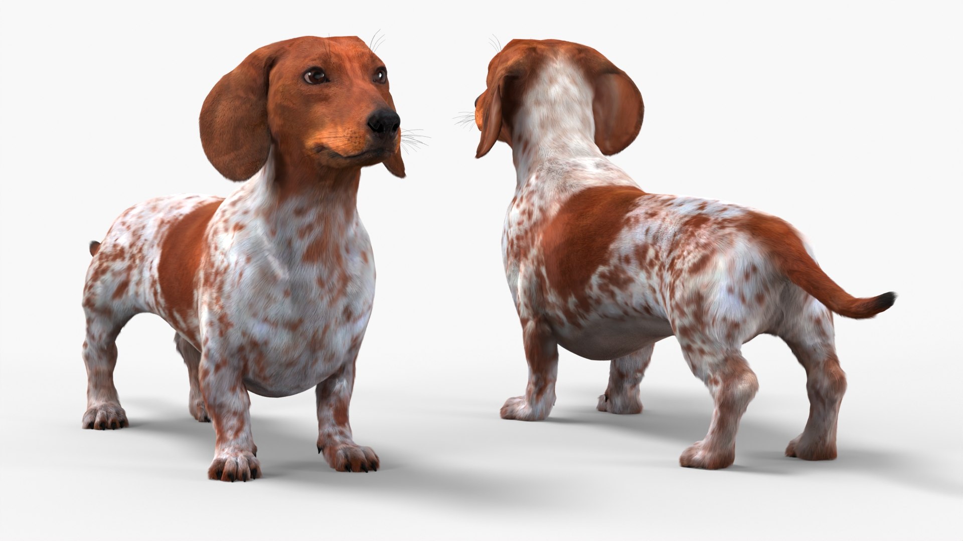 3D Short-Legged Hound With Dapple Coat Fur Model - TurboSquid 2450237