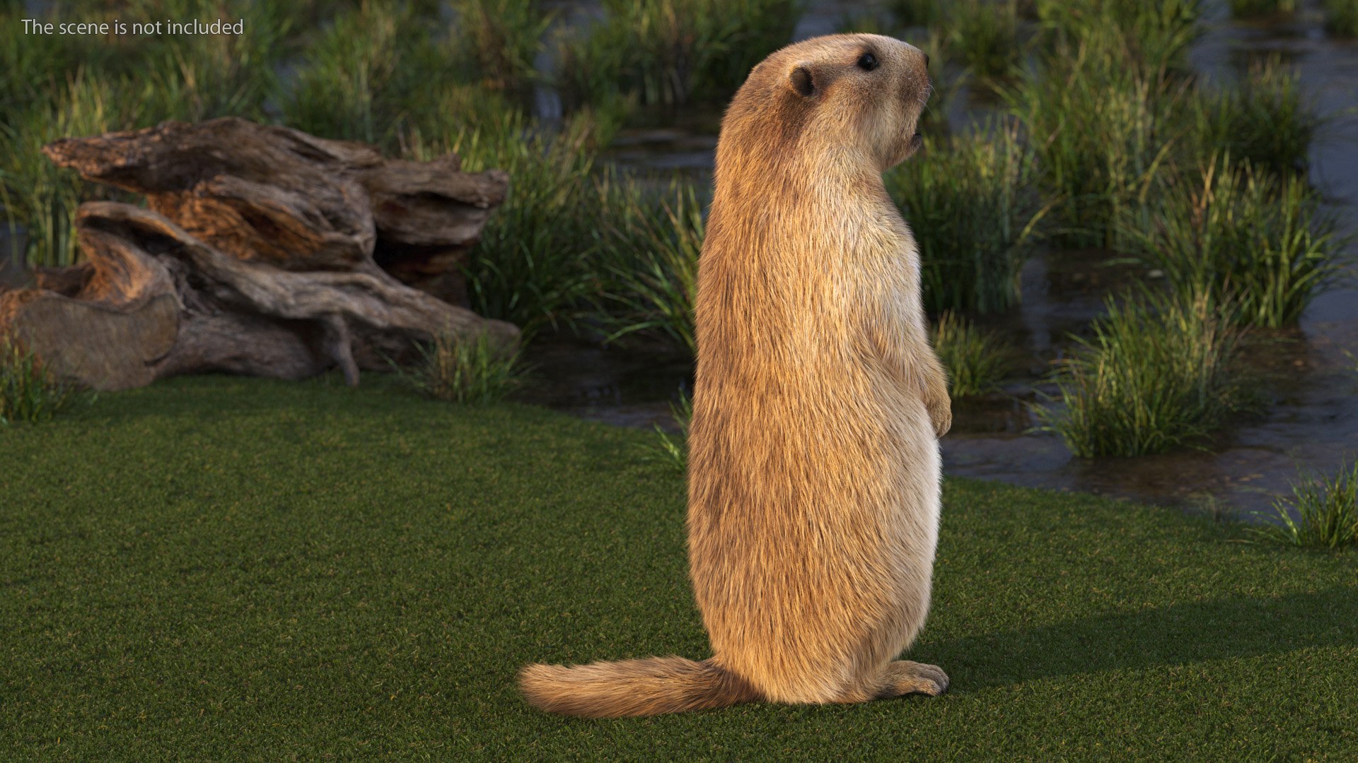 3D Groundhog Standing On Hind Legs Fur Model - TurboSquid 1964247