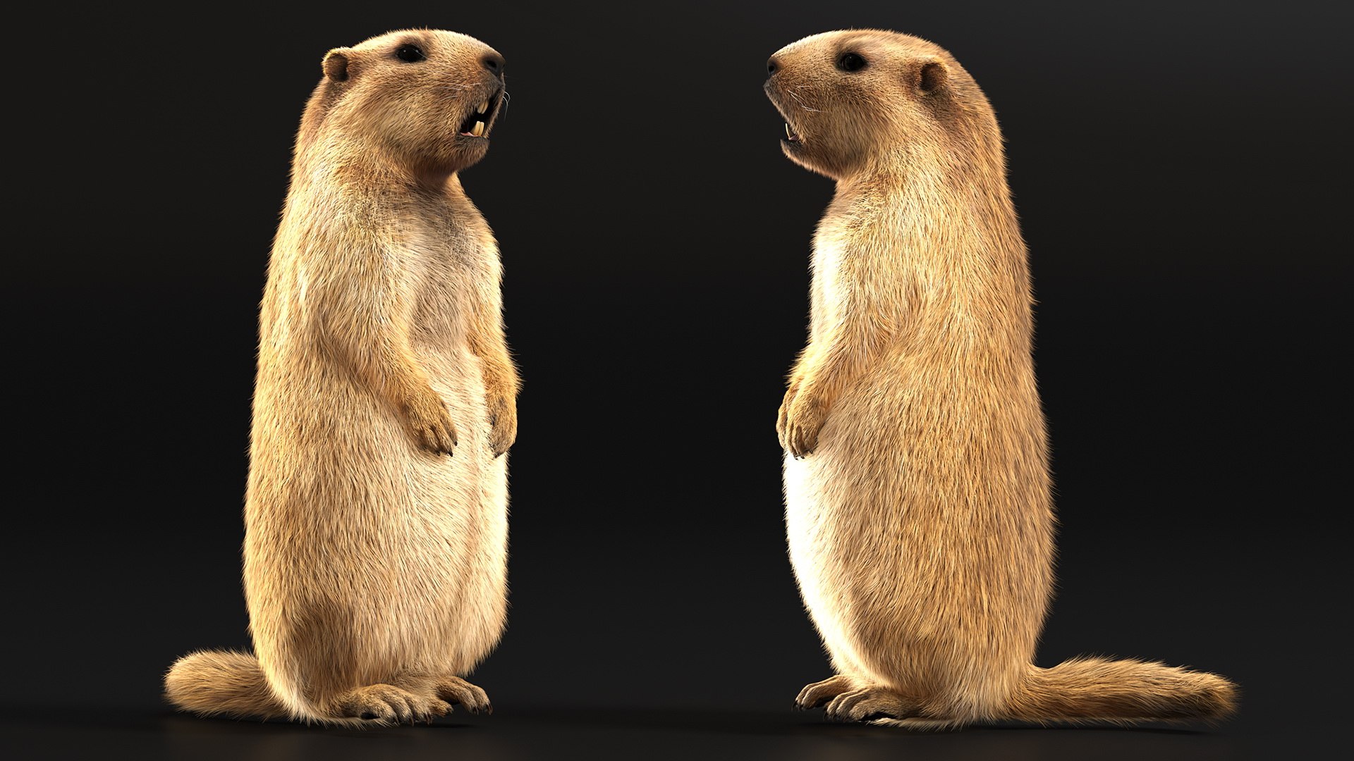 3D Groundhog Standing On Hind Legs Fur Model - TurboSquid 1964247