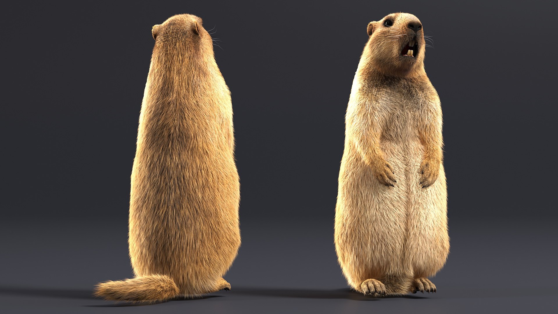 3D Groundhog Standing On Hind Legs Fur Model - TurboSquid 1964247