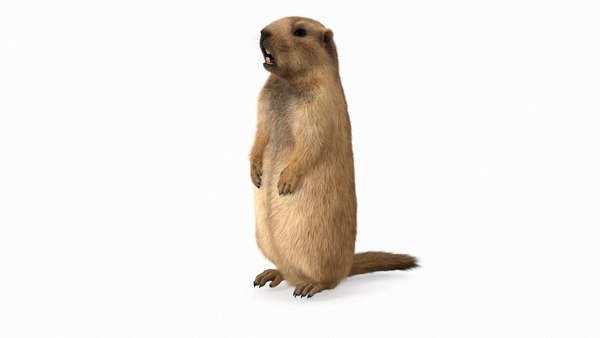 modèle 3D de Marmotte debout sur la fourrure des pattes postérieures ...