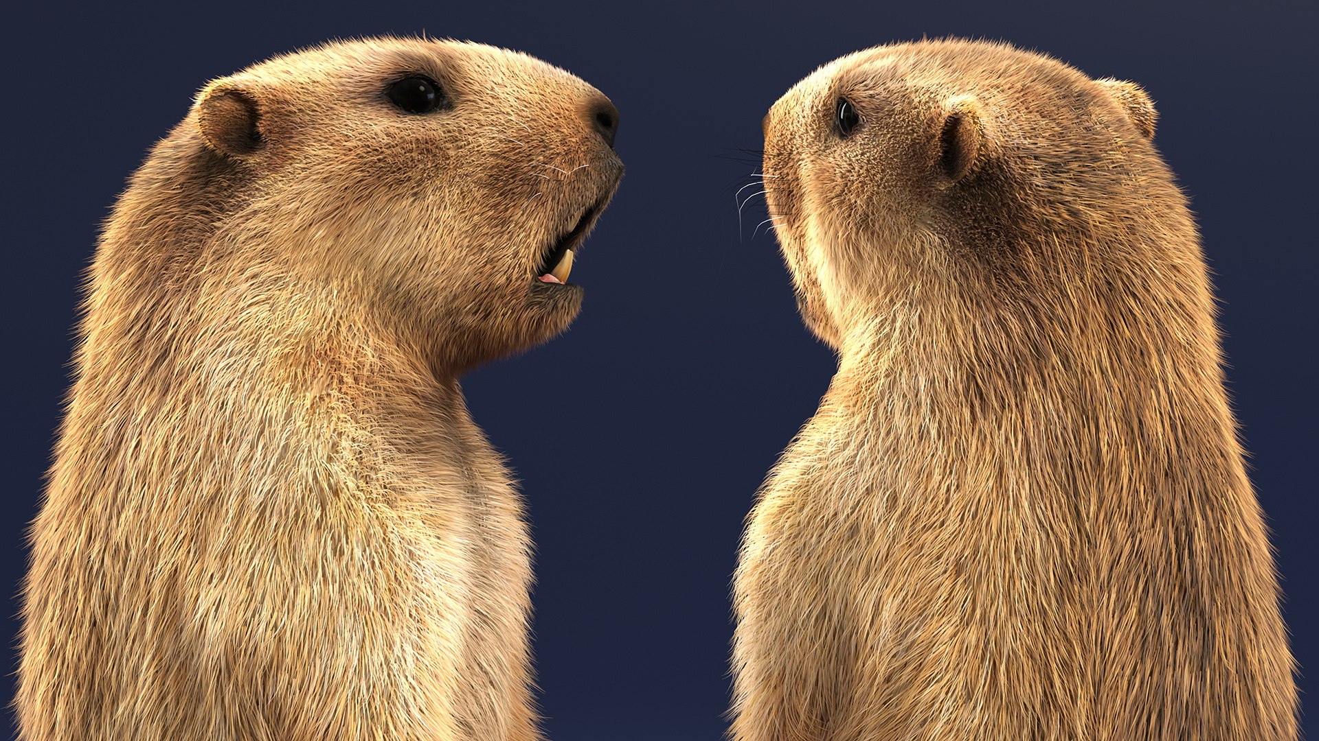 3D Groundhog Standing On Hind Legs Fur Model - TurboSquid 1964247
