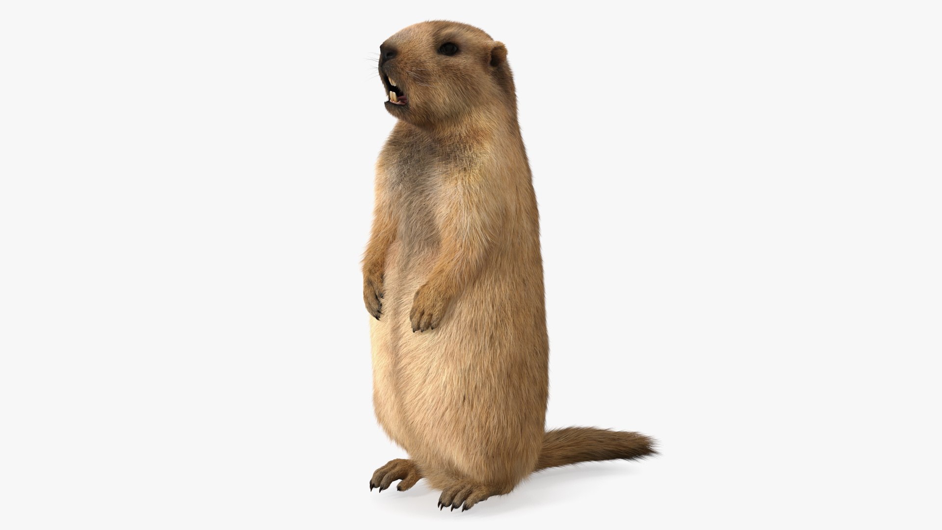3D Groundhog Standing on Hind Legs Fur model - TurboSquid 1964247