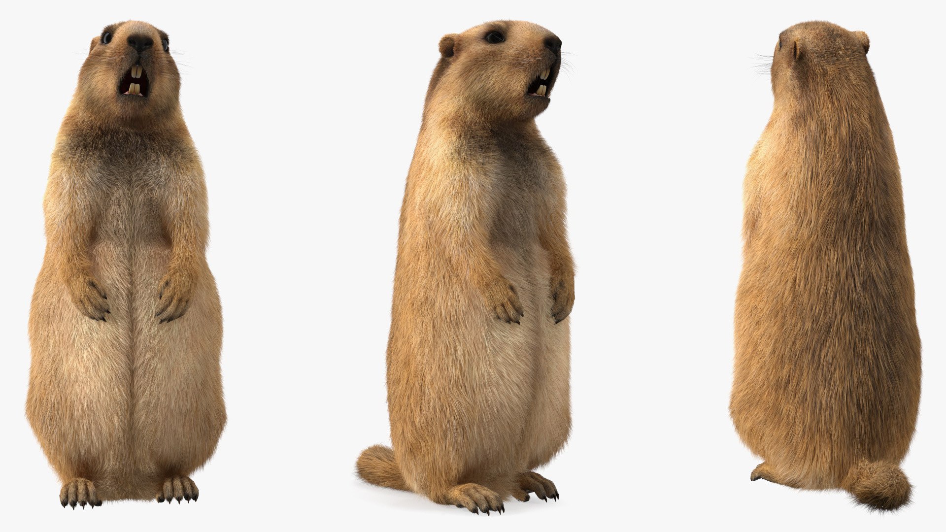 3D Groundhog Standing On Hind Legs Fur Model - TurboSquid 1964247