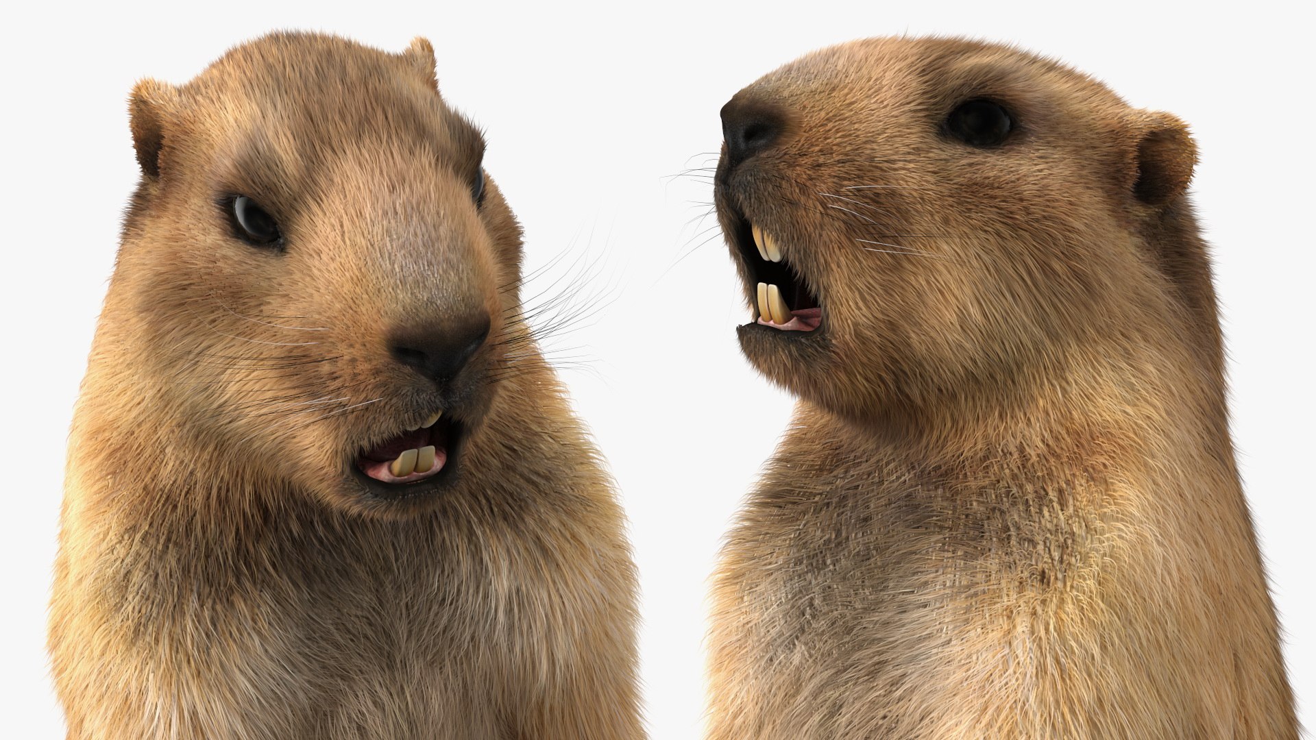 3D Groundhog Standing On Hind Legs Fur Model - TurboSquid 1964247