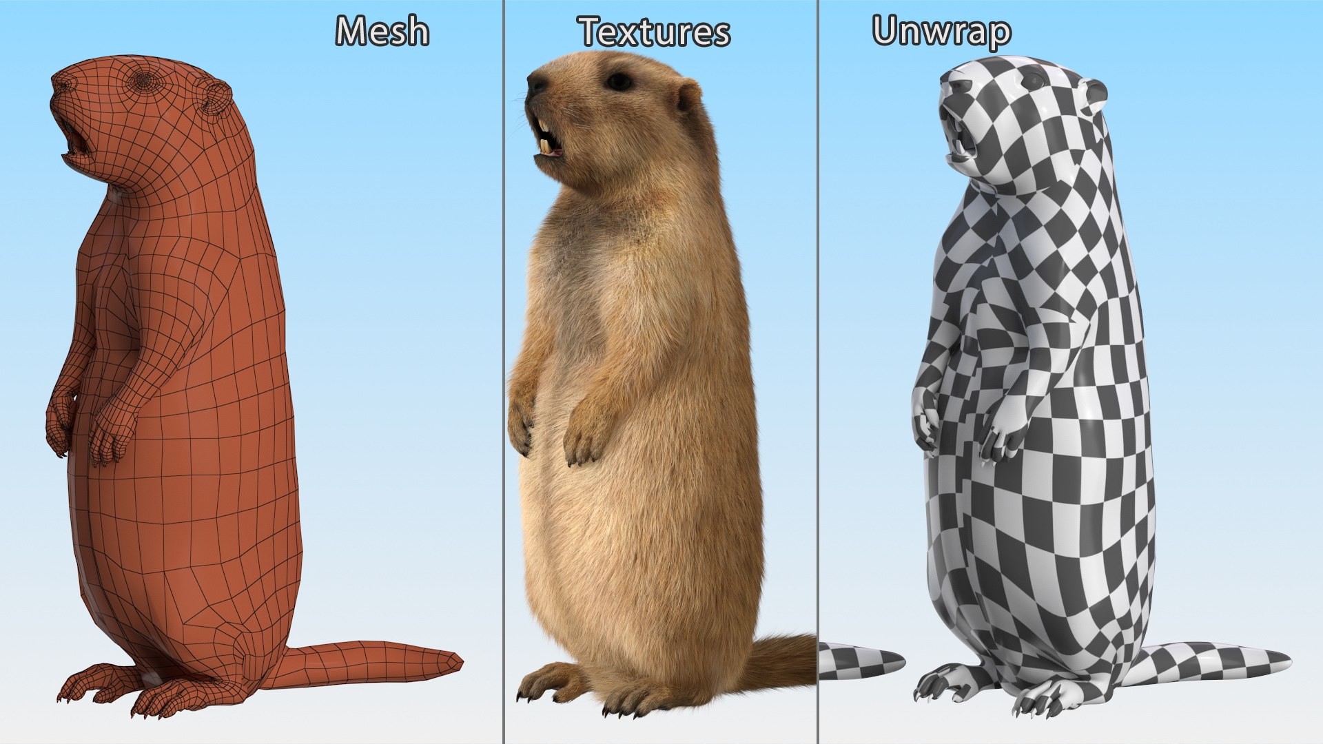 3D Groundhog Standing On Hind Legs Fur Model - TurboSquid 1964247