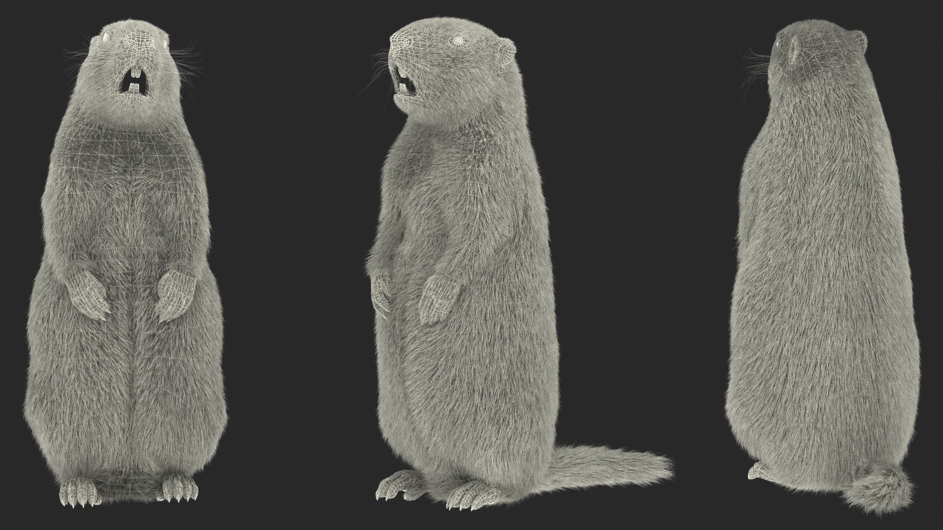 3D Groundhog Standing On Hind Legs Fur Model - TurboSquid 1964247