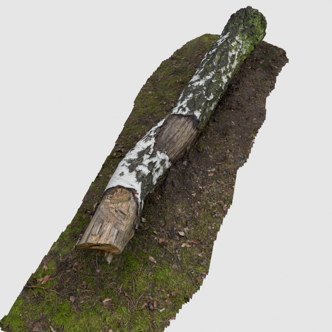 Scan Forest Trunk 3D Model - TurboSquid 1553049