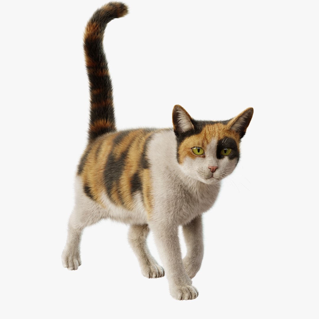 3D Cat Calico Rigged Animated Model - TurboSquid 2114374
