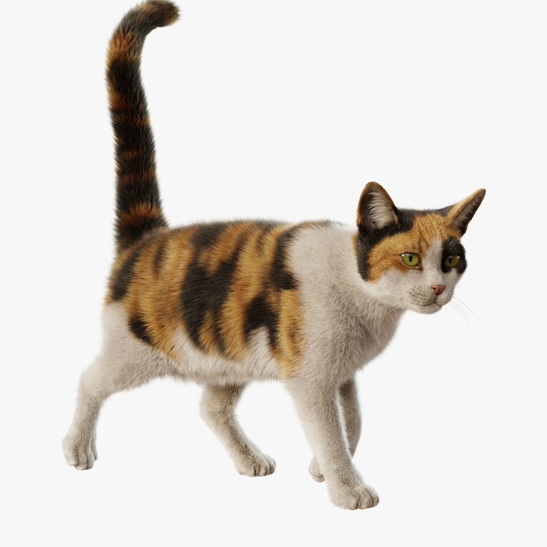 3D Cat Calico Rigged Animated model - TurboSquid 2114374