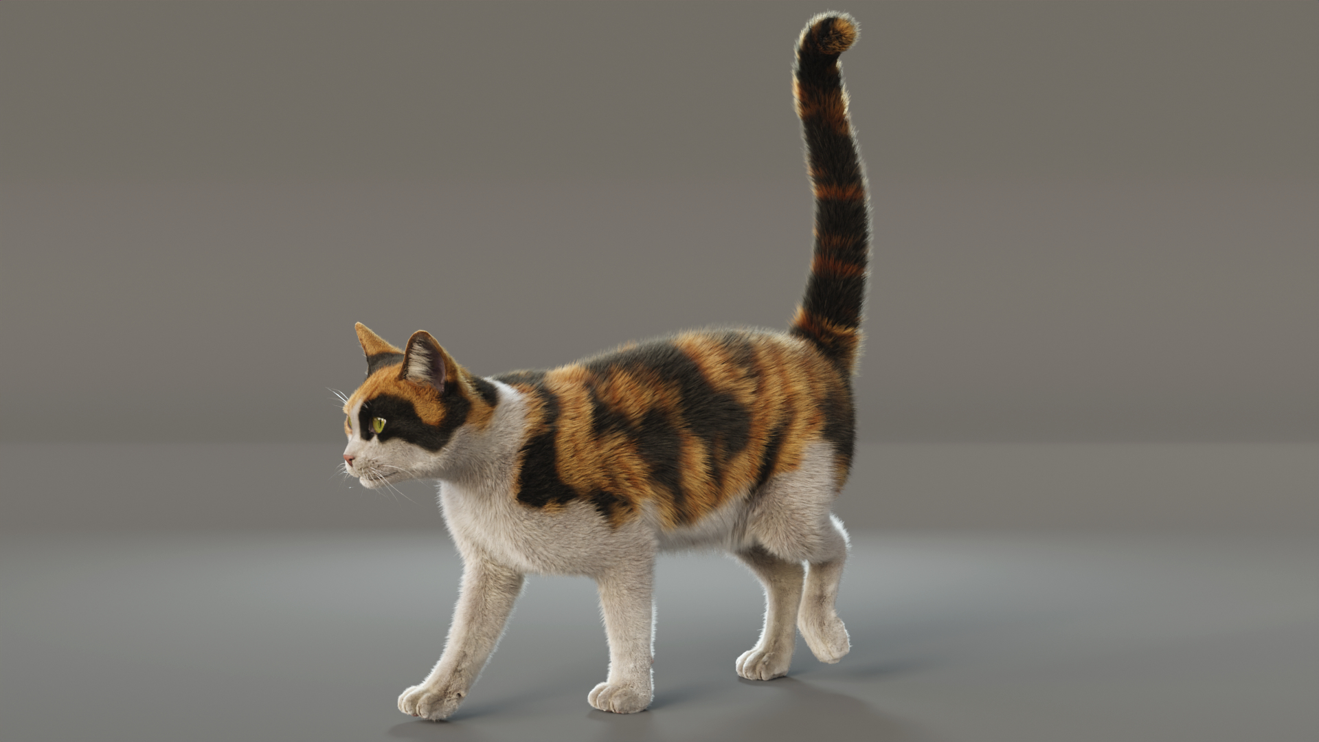3D Cat Calico Rigged Animated Model - TurboSquid 2114374