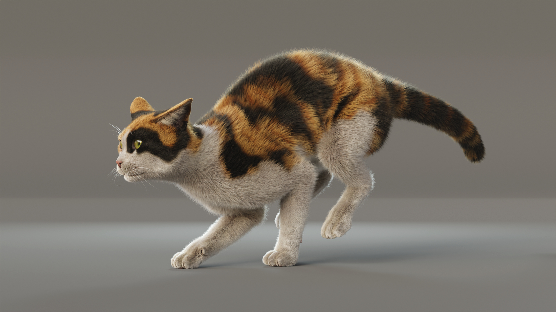 3D Cat Calico Rigged Animated Model - TurboSquid 2114374
