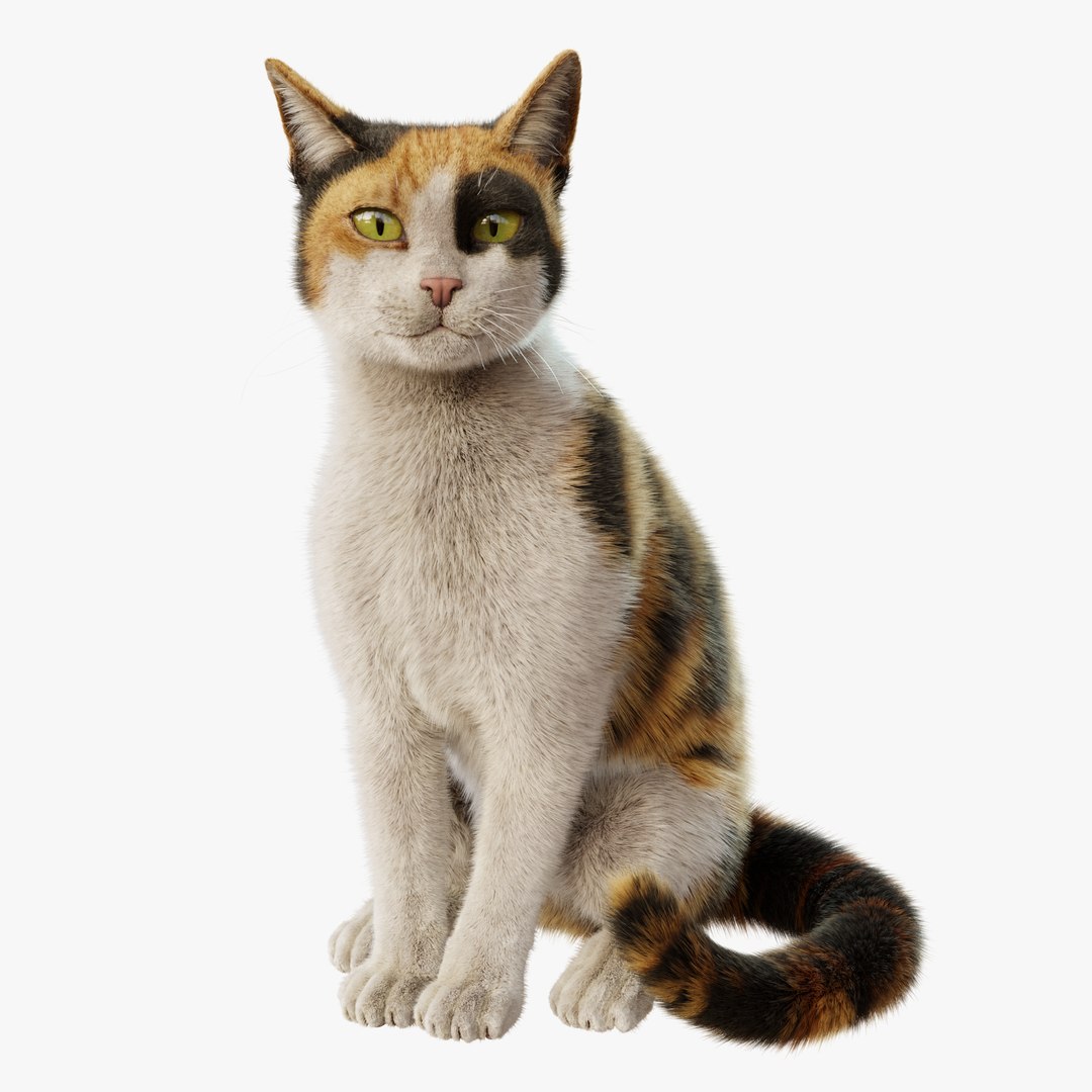 3D Cat Calico Rigged Animated Model - TurboSquid 2114374