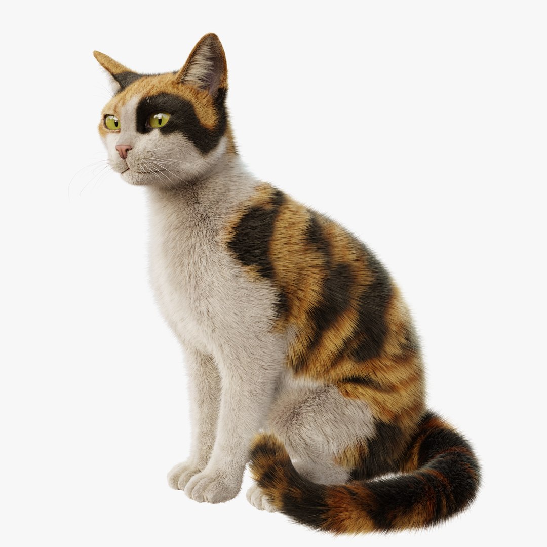 3D Cat Calico Rigged Animated Model - TurboSquid 2114374