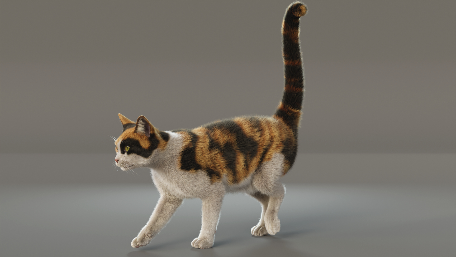 3D Cat Calico Rigged Animated Model - TurboSquid 2114374