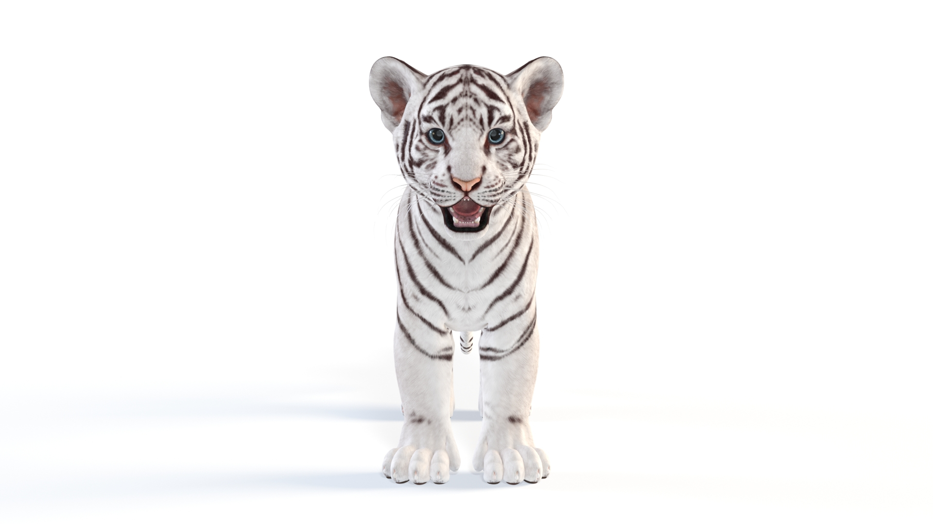 Tiger Cub White 3D Model - TurboSquid 1427946