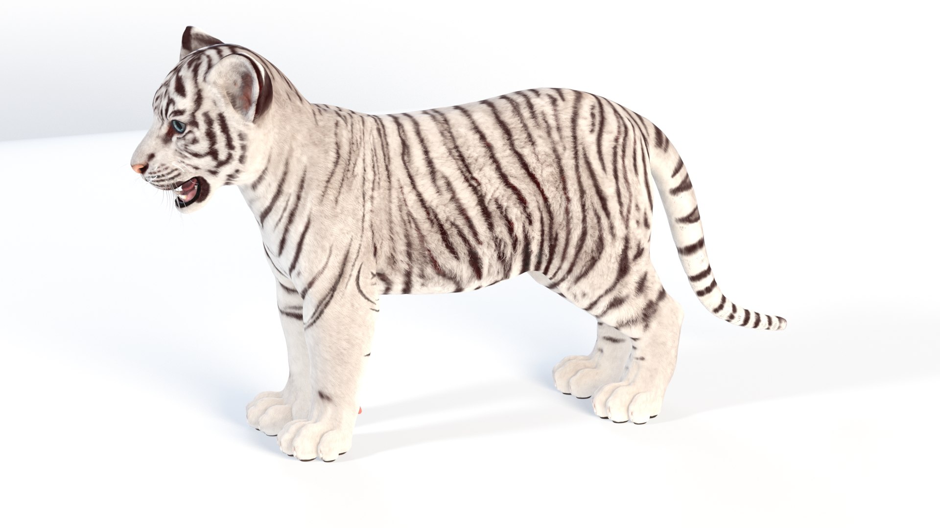 Tiger Cub White 3D Model - TurboSquid 1427946