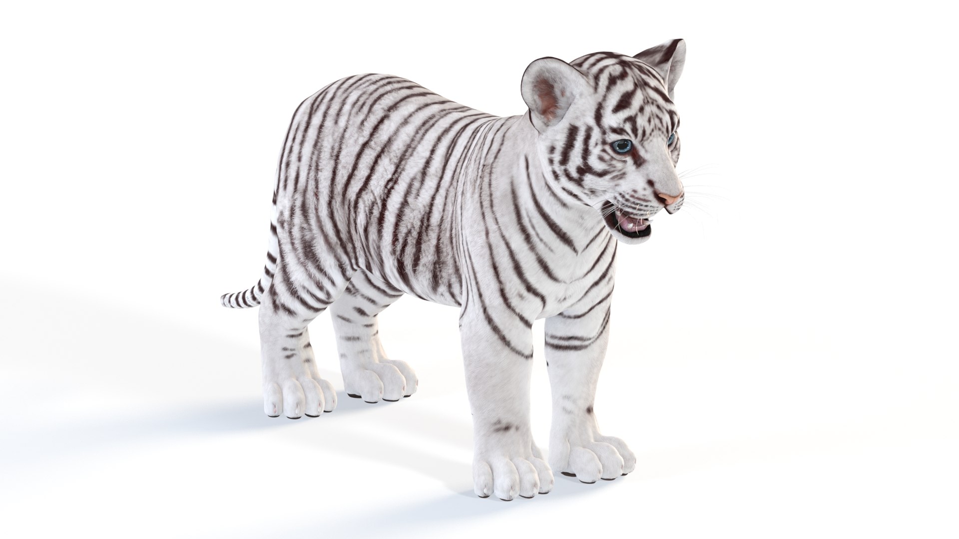 Tiger Cub White 3D Model - TurboSquid 1427946