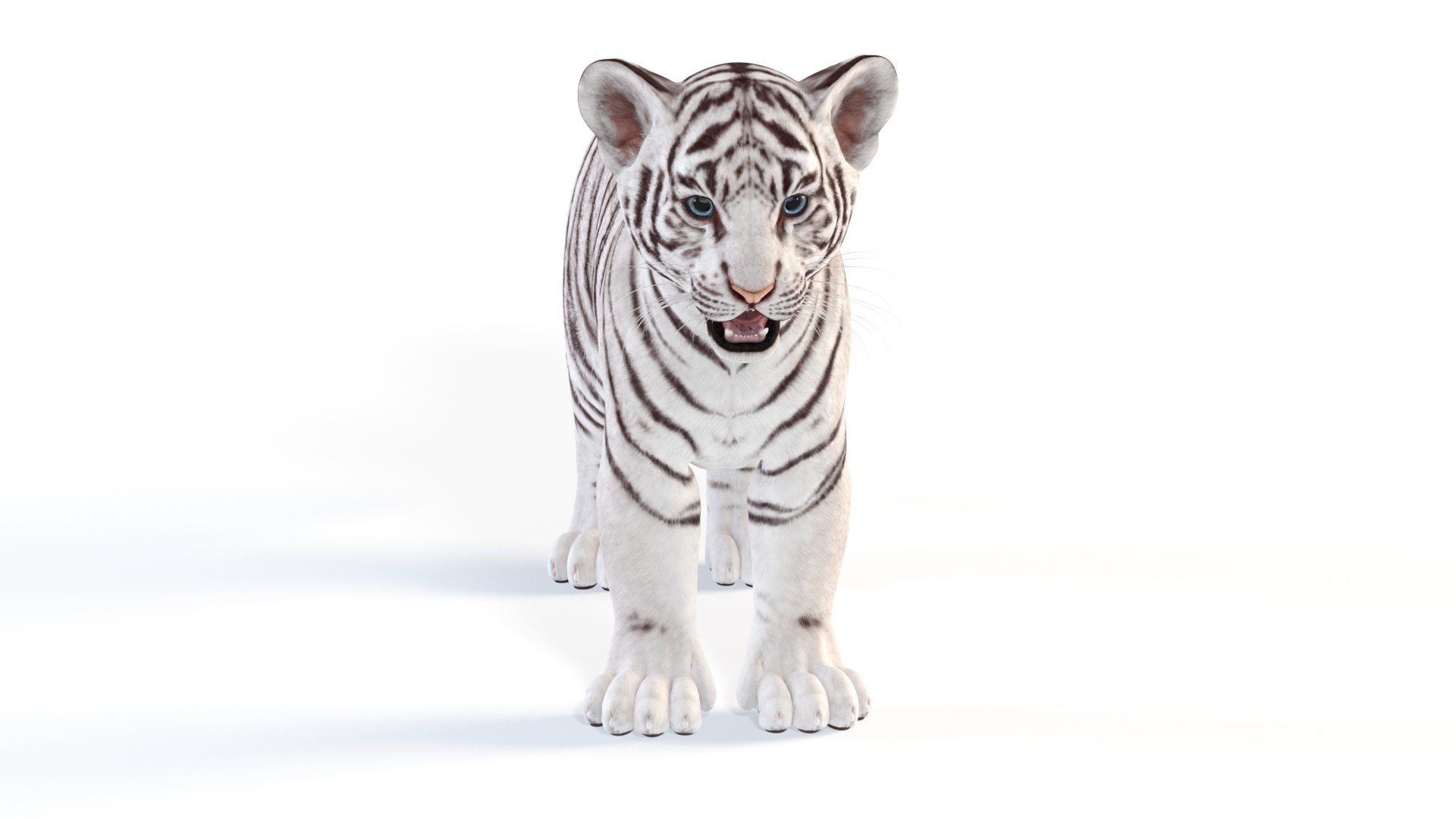 Tiger Cub White 3D Model - TurboSquid 1427946