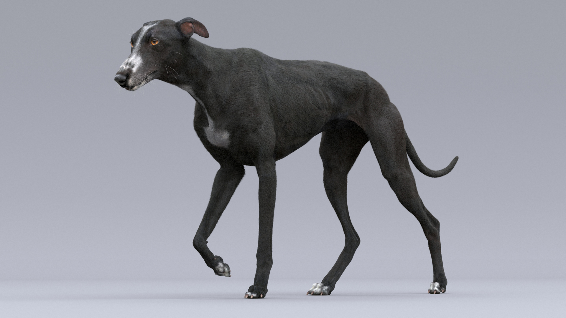 Spanish greyhound fur animations 3D model - TurboSquid 1655724