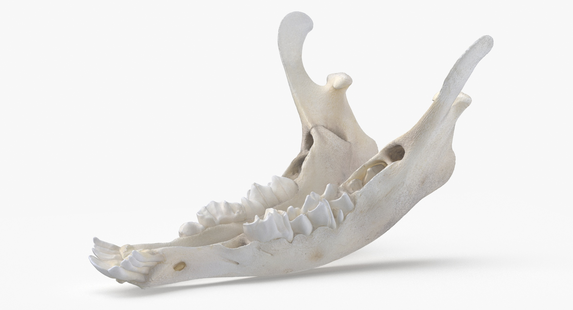 3D European Roe Deer Baby Jaw 01 Model - TurboSquid 2127918