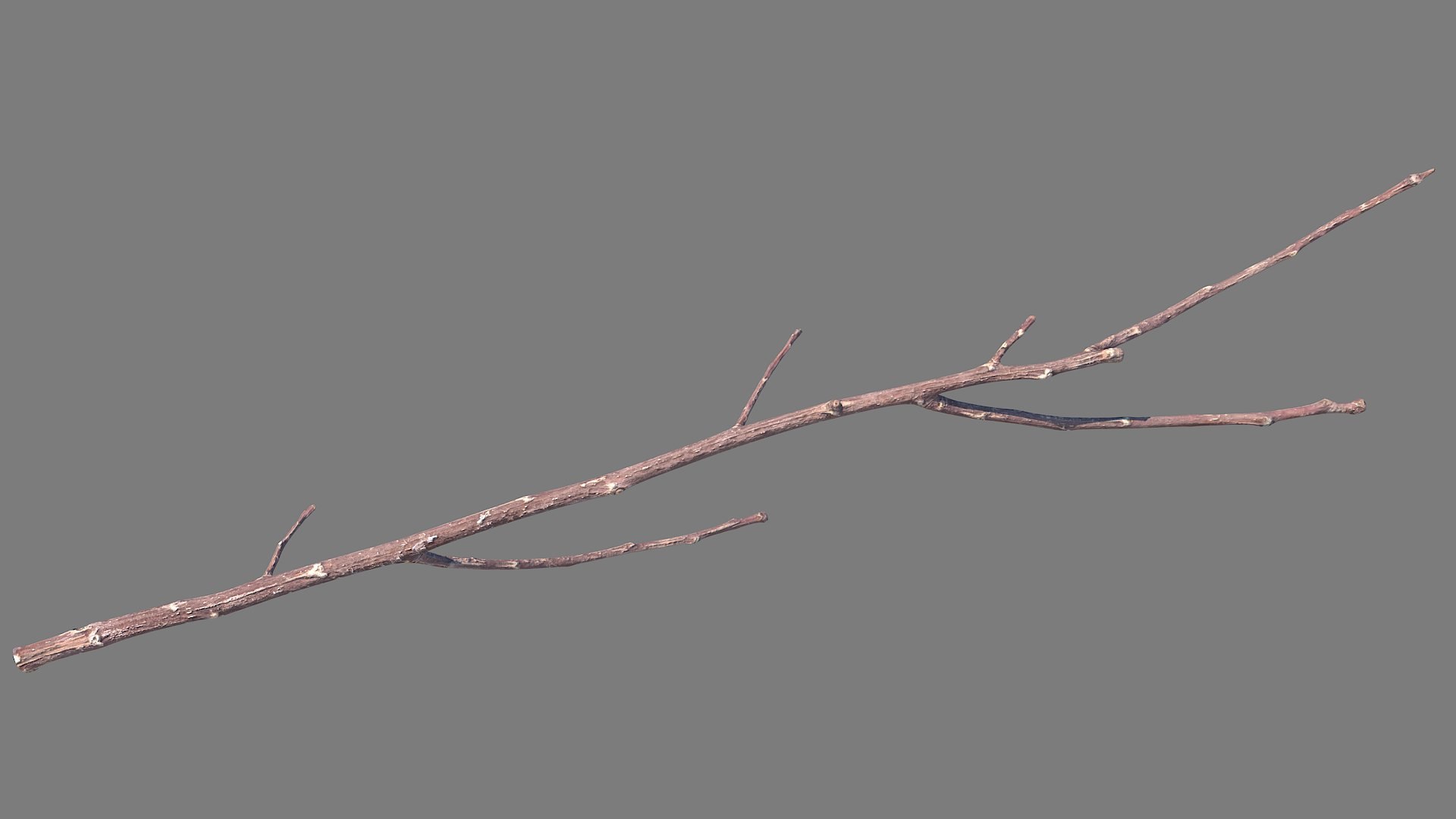 3D Model Twig Scanned 14 - TurboSquid 2088627