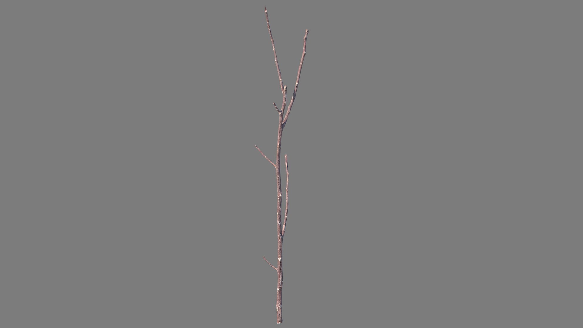 3D Model Twig Scanned 14 - TurboSquid 2088627