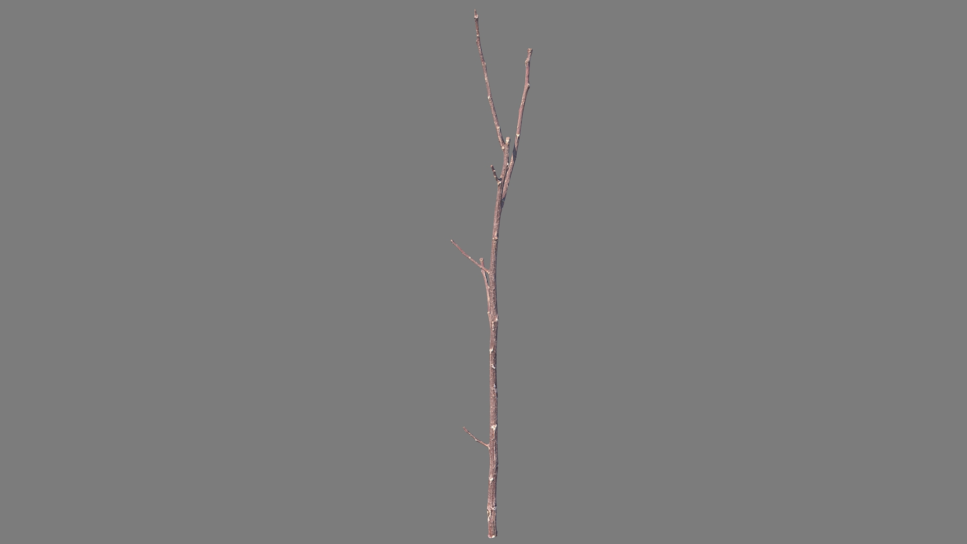 3D Model Twig Scanned 14 - TurboSquid 2088627
