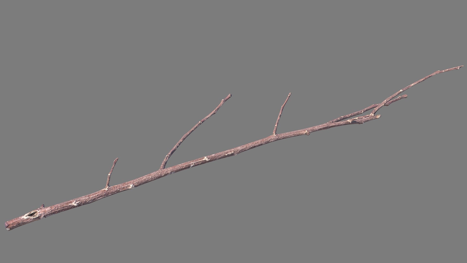 3D Model Twig Scanned 14 - TurboSquid 2088627