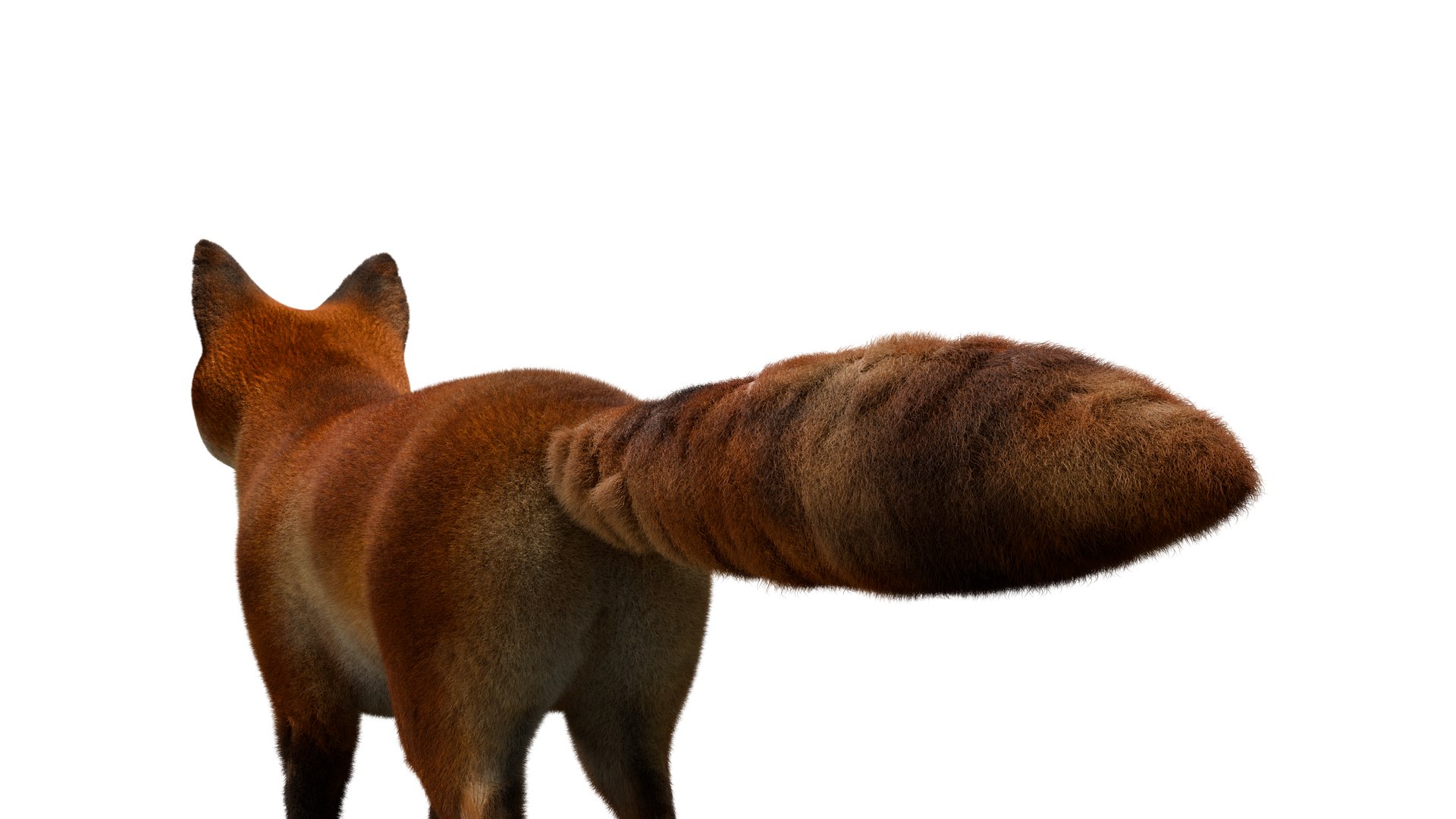 Ultra-Realistic Fox 3D Model High-Poly Low-Poly Ready 3D - TurboSquid ...