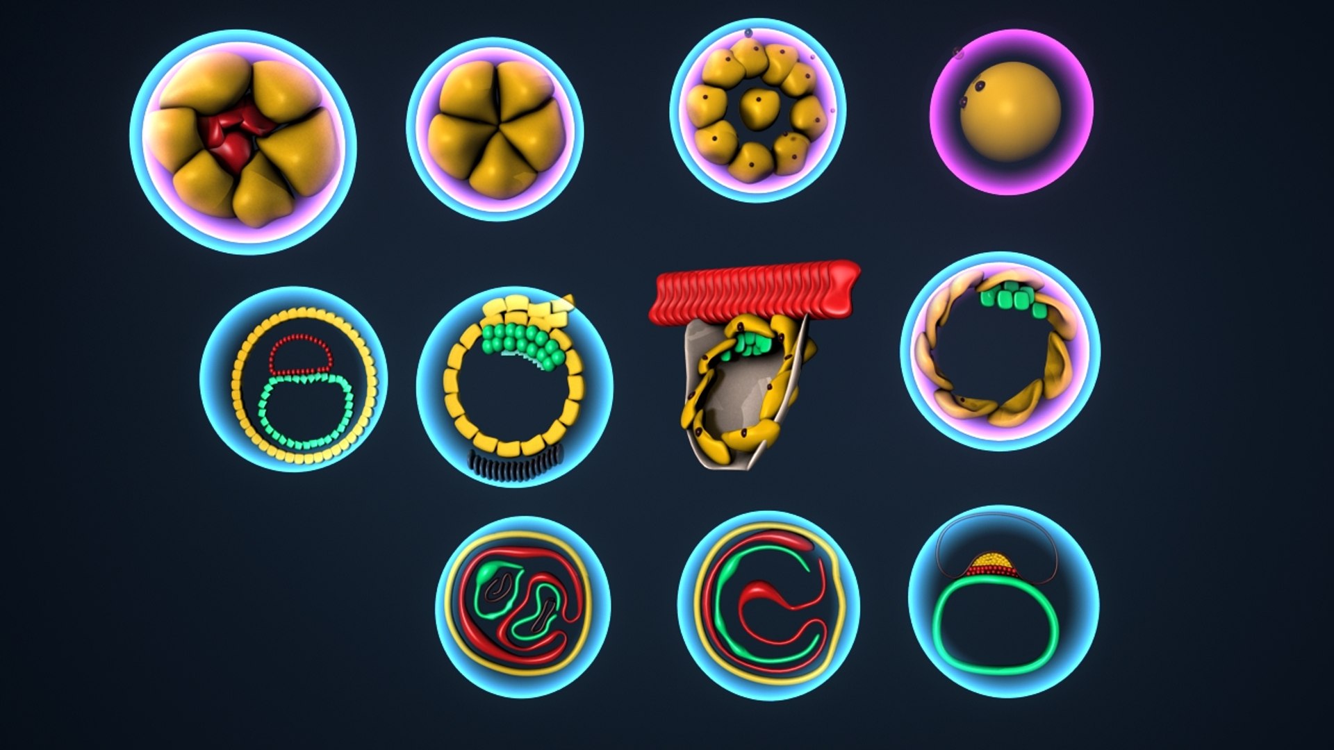 Human early development stades anatomy model - TurboSquid 1962815