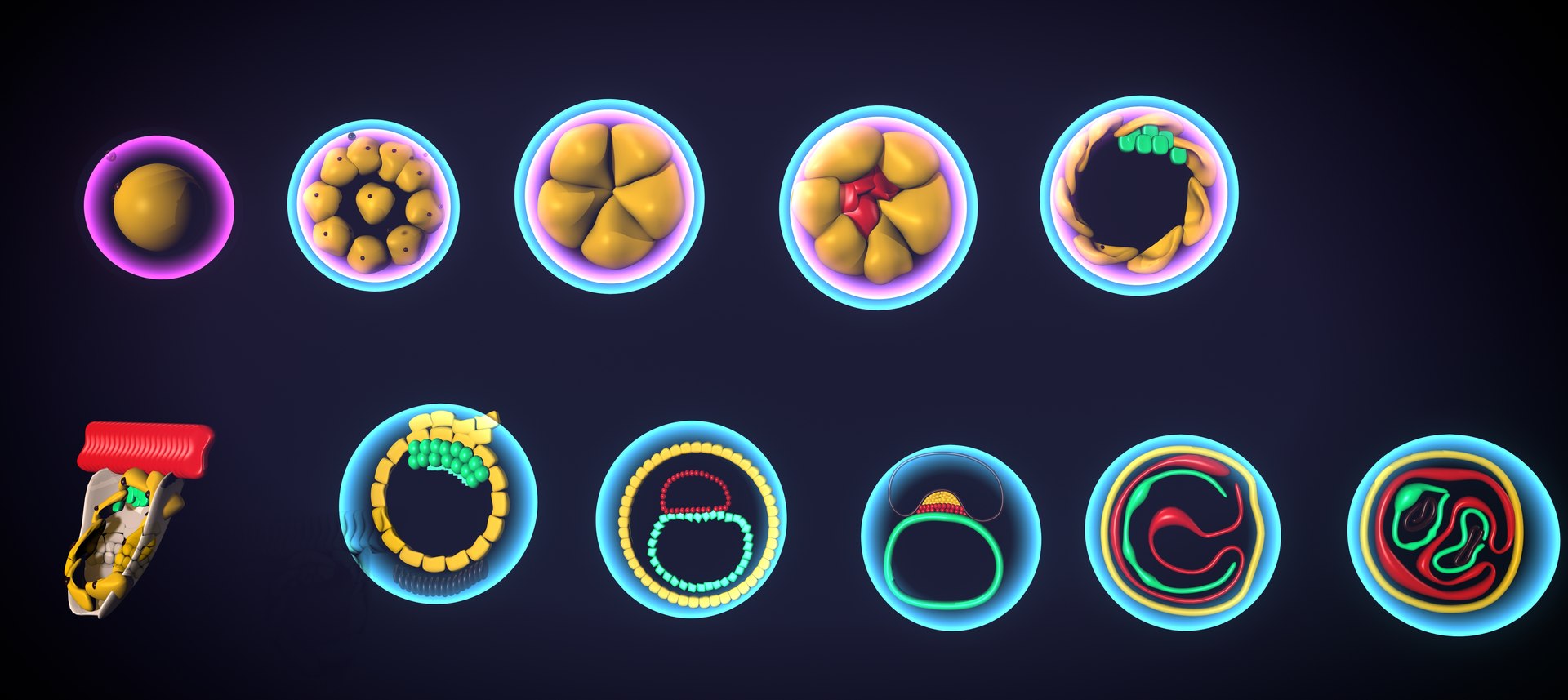 Human early development stades anatomy model - TurboSquid 1962815
