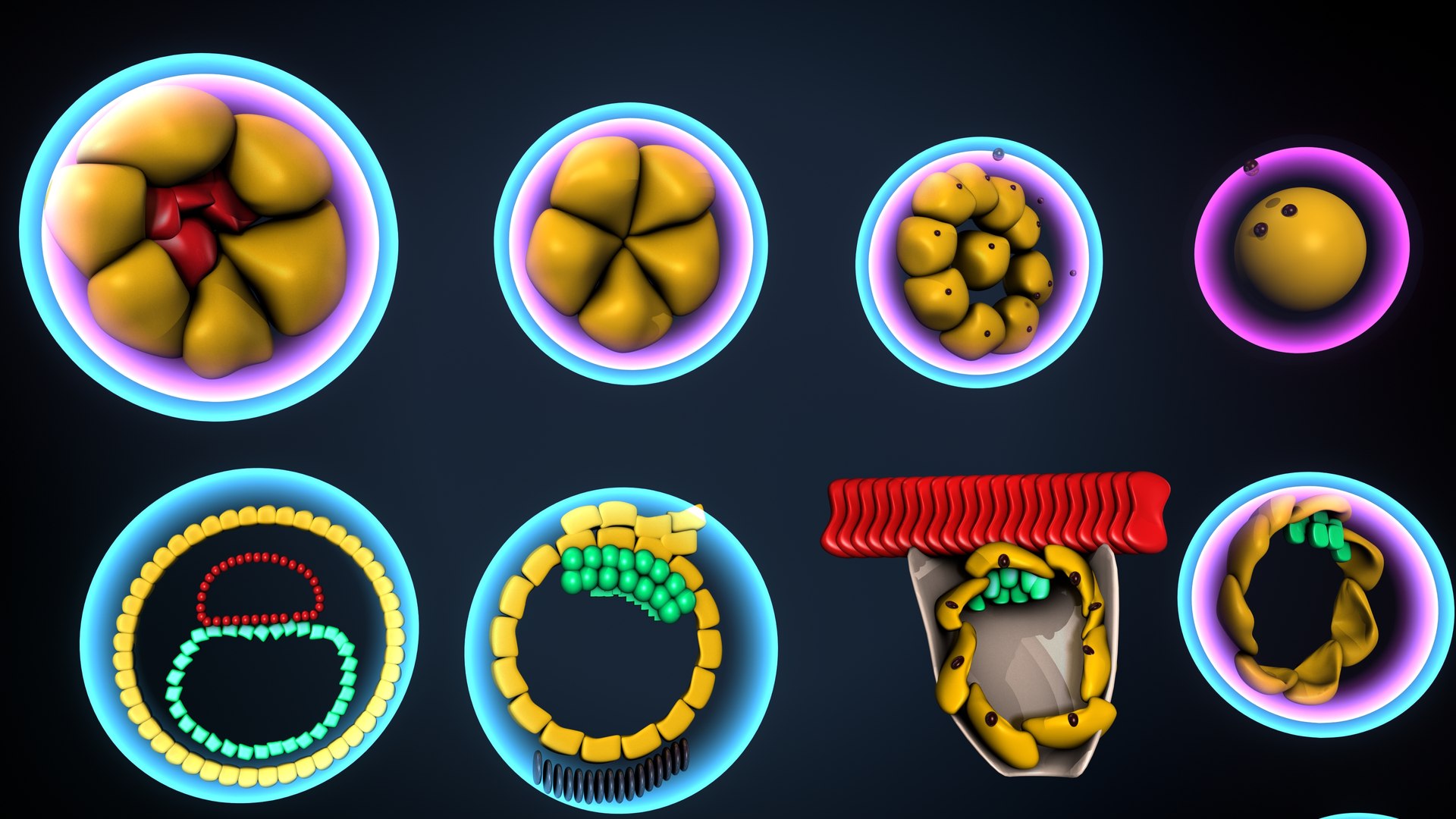 Human early development stades anatomy model - TurboSquid 1962815